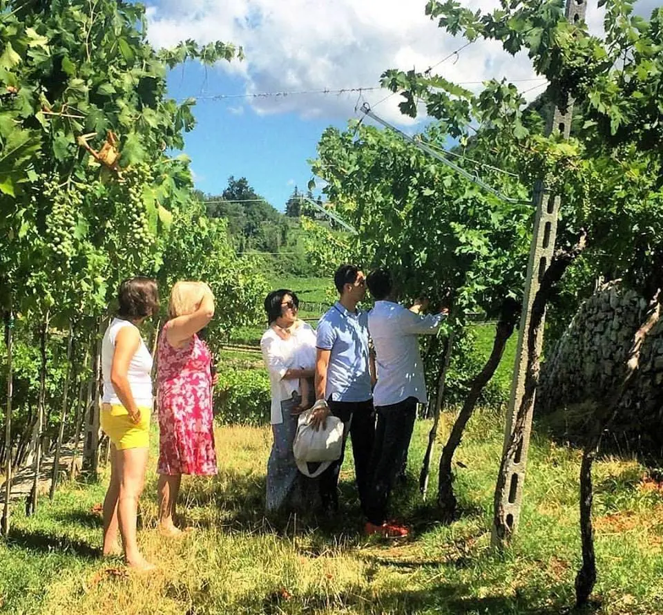 Valpolicella Ripasso Wine Amarone Tour with Wine Tasting