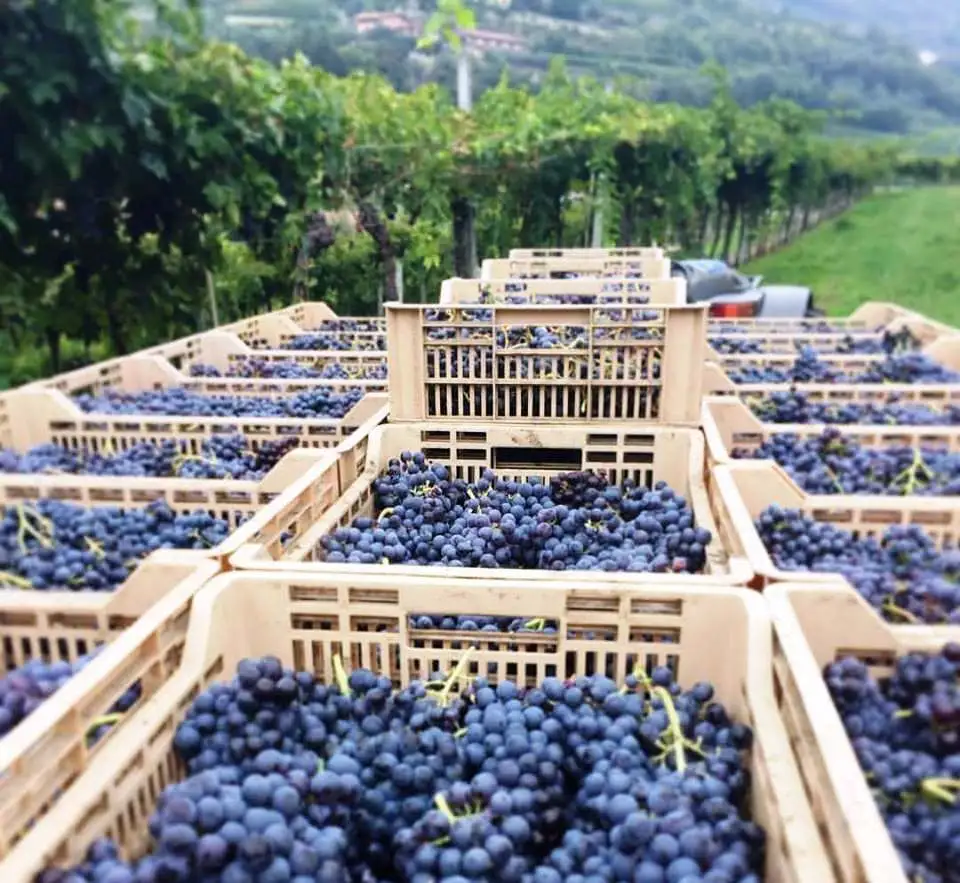 Valpolicella Ripasso Wine Amarone Tour with Wine Tasting